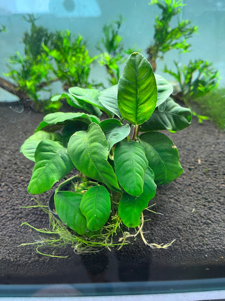 Anubias Coffeefolia – Duckaroo