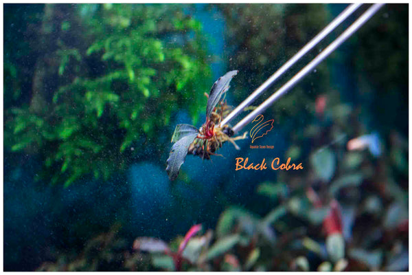 Buce Black Cobra – Duckaroo