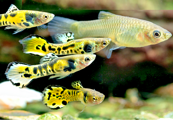 Yellow Tiger Endler Guppy-Guppies Endler Fries/ mixed sex – Duckaroo